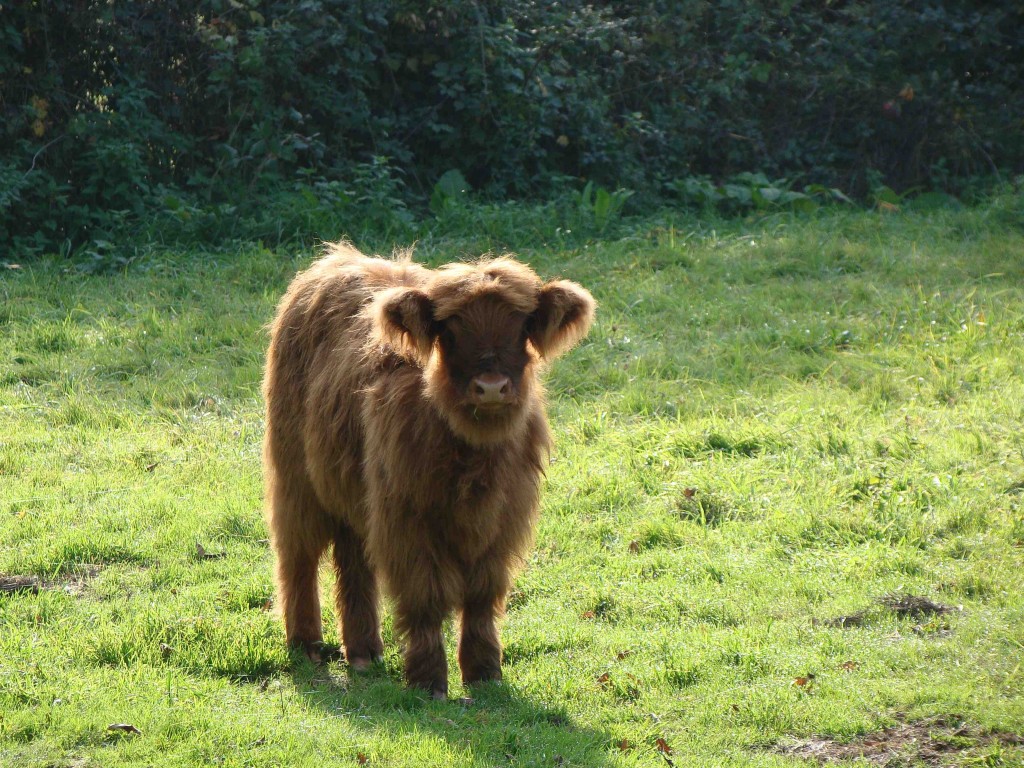 Veau Higland cattle – Ranch de l'Espérance